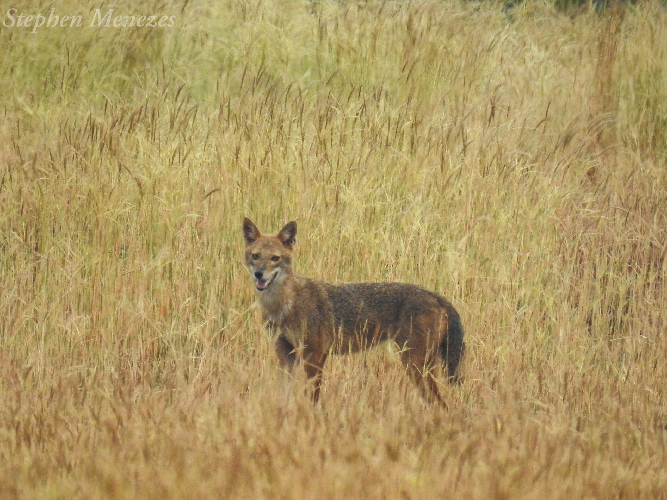 Animals in Goa | Safari In Goa | Animals of Goa