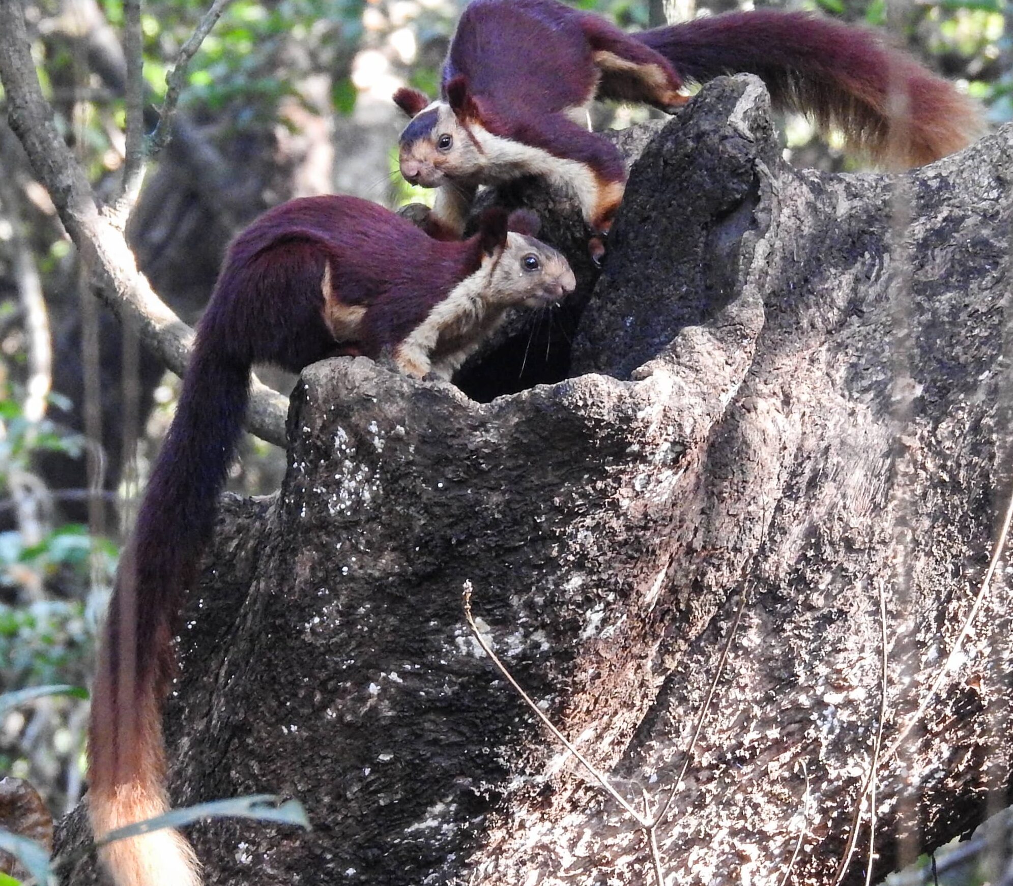 Animals In Goa - Untamed West