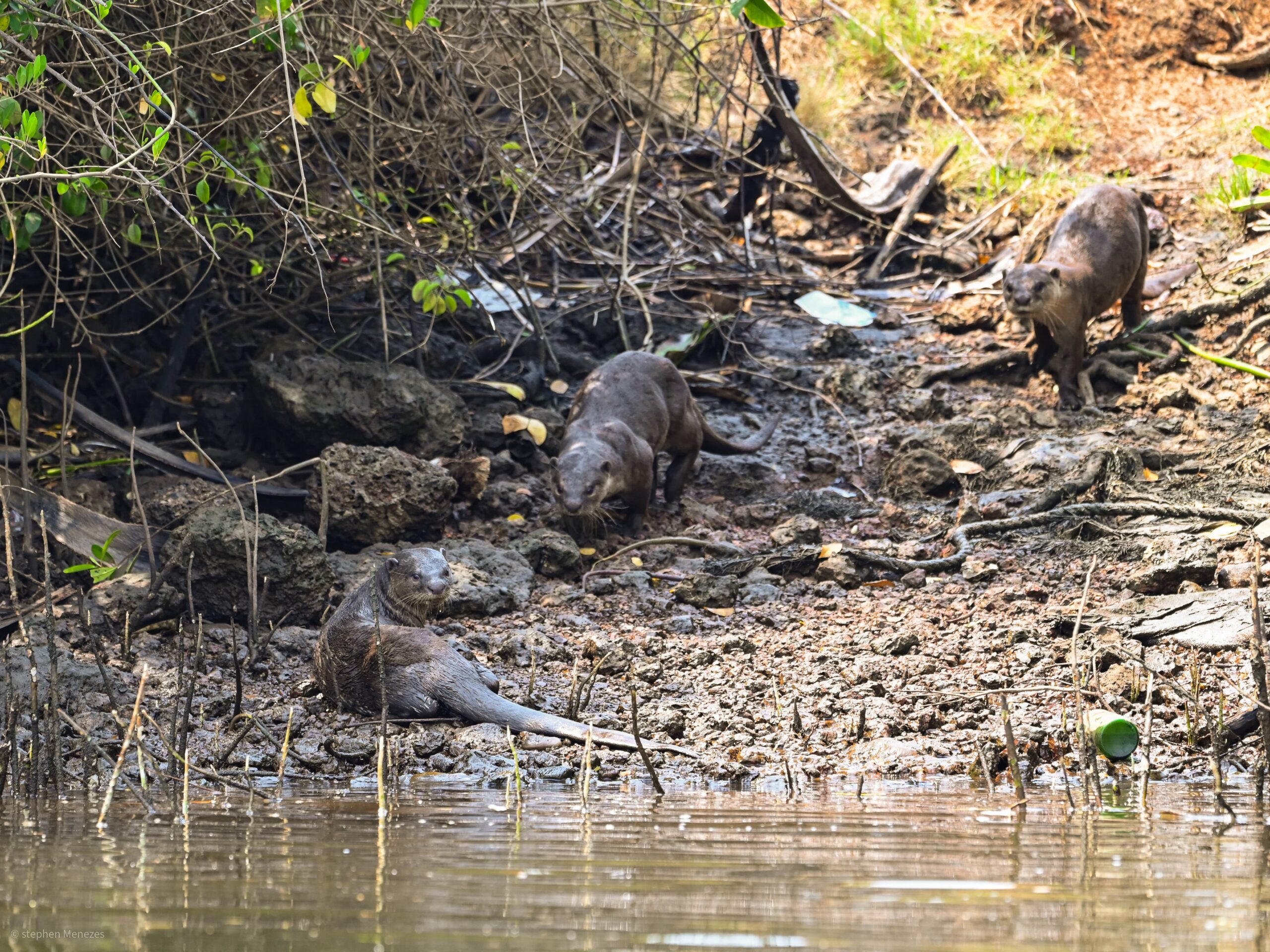 Animals in Goa | Safari In Goa | Animals of Goa